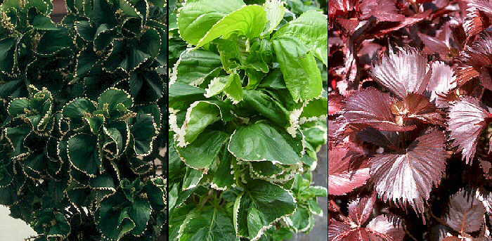 LAS PLANTAS DEL GENERO ACALYPHA CULTIVADAS EN ESPAÑA