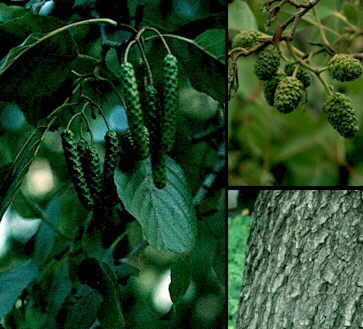 ALNUS GLUTINOSA