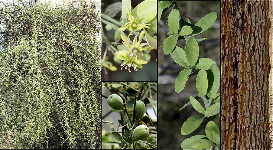 BALANITES AEGYPTIACA