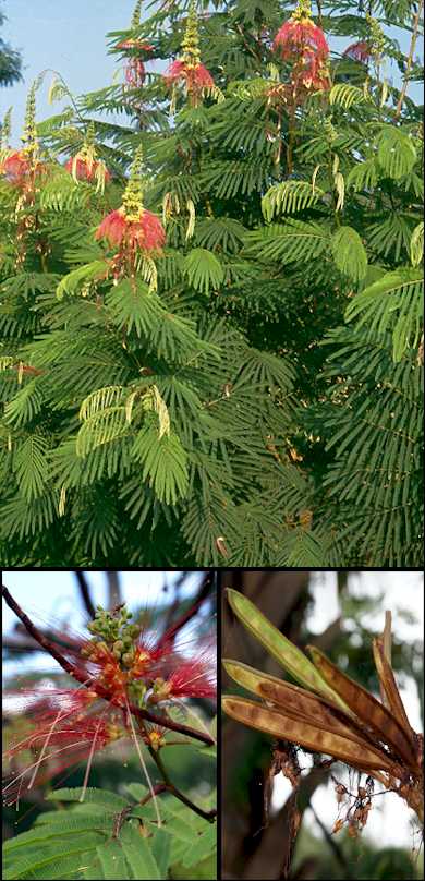 Calliandra Calothyrsus