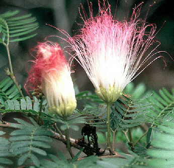 CALLIANDRA SURINAMENSIS