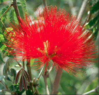 CALLIANDRA TWEEDII