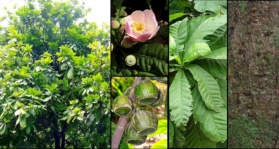 Flor De Cocotero De Peru