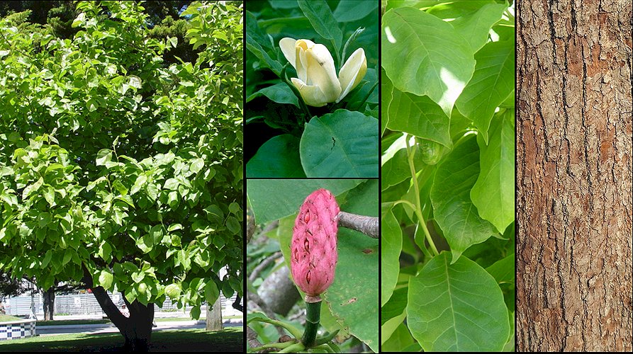 MAGNOLIA ACUMINATA