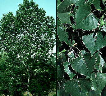 POPULUS DELTOIDES